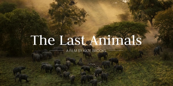 The LAST Animals – 同一星球上 – On The Same Planet